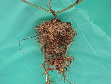 Our Own-Root Roses - High Country Roses