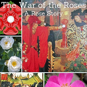 Rose Stories - The War of the Roses - High Country Roses