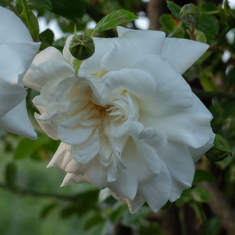 Fräulein Octavia Hesse