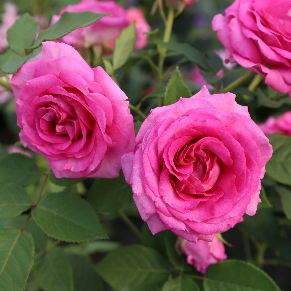 Rose Stories - Raspberry Cupcake - High Country Roses