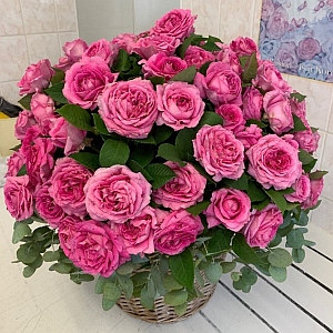 Rose Stories - Raspberry Cupcake - High Country Roses