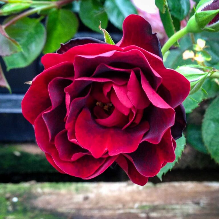 Shop - High Country Roses