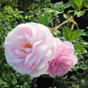 Modern Roses Collection- Page 3 of 33 - High Country Roses