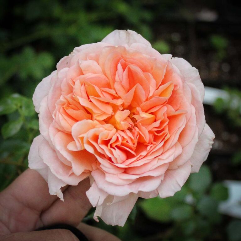 Modern Roses Collection- Page 3 of 33 - High Country Roses