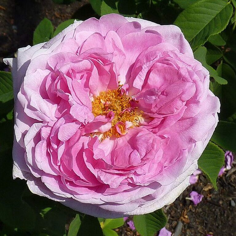 Old Garden Roses Collection - Page 2 of 6 - High Country Roses