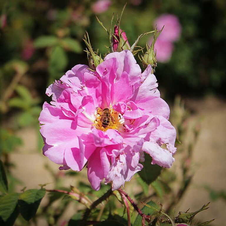 Damask Roses Archives - High Country Roses