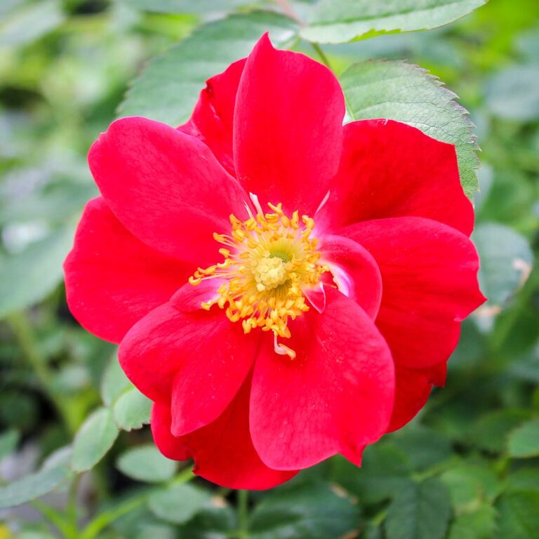 Hardy Canadian Roses Archives - High Country Roses