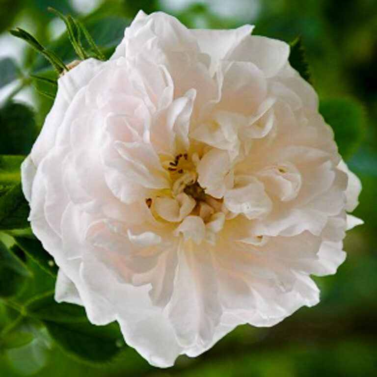 Old Garden Roses Collection - High Country Roses