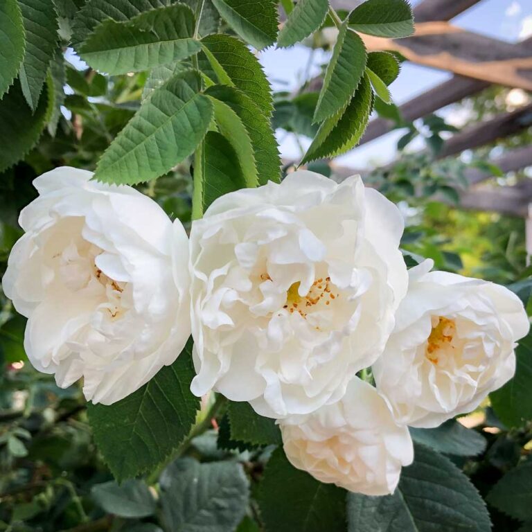 Old Garden Roses Collection - High Country Roses