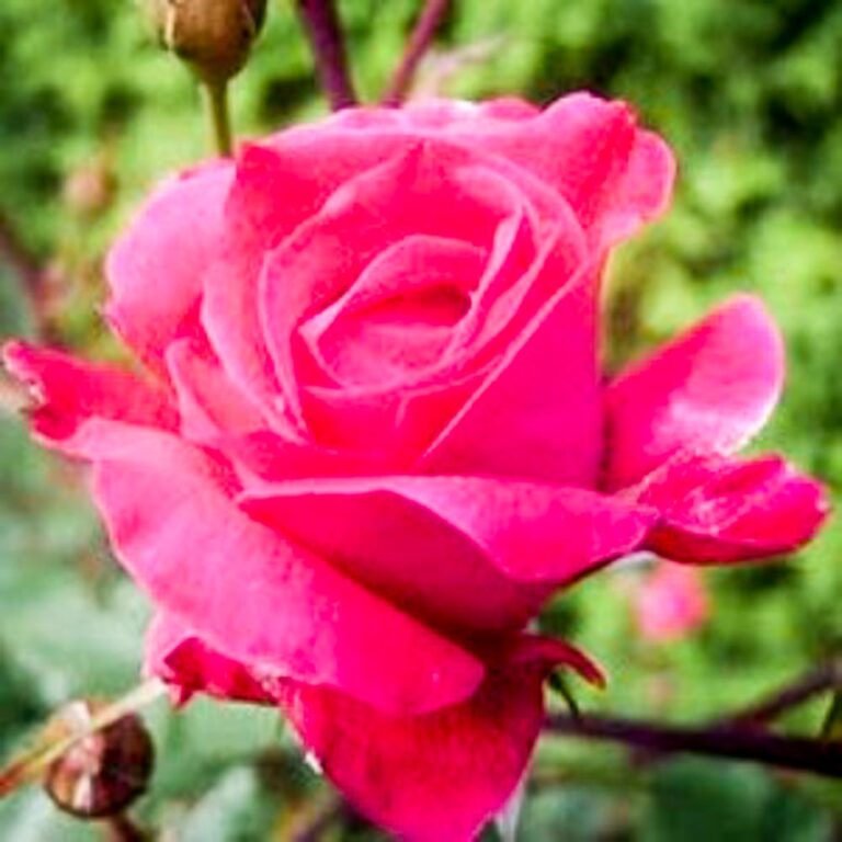 Hardy Canadian Roses Archives - High Country Roses