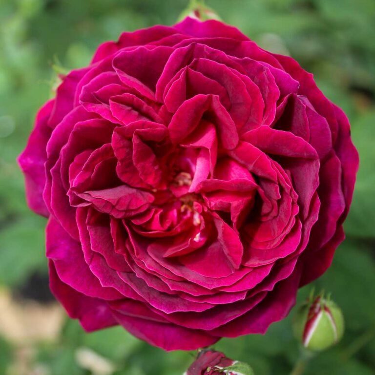 Old Garden Roses Collection - High Country Roses