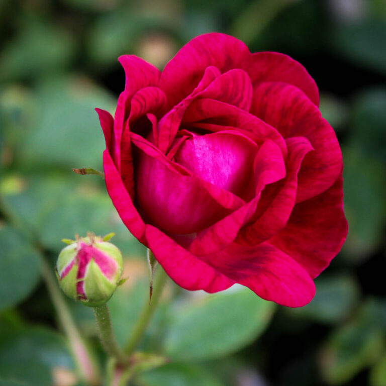 Alice Flores Purple China