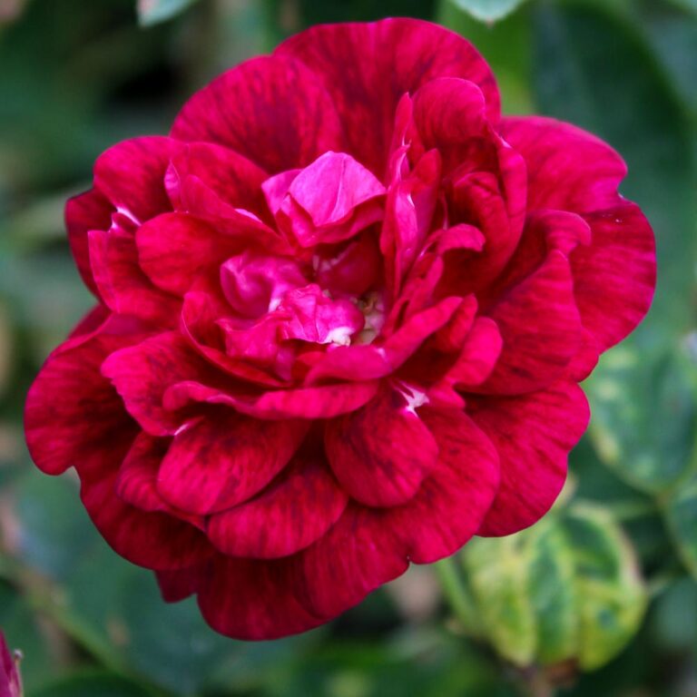 Alice Flores Purple China