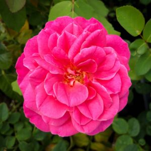 Dr Griffith Buck Roses