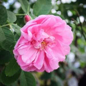 Autumn Damask, Quatre