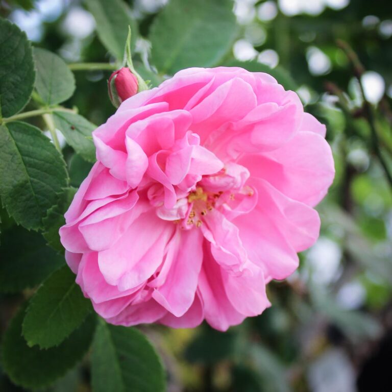 Old Garden Roses Collection - High Country Roses