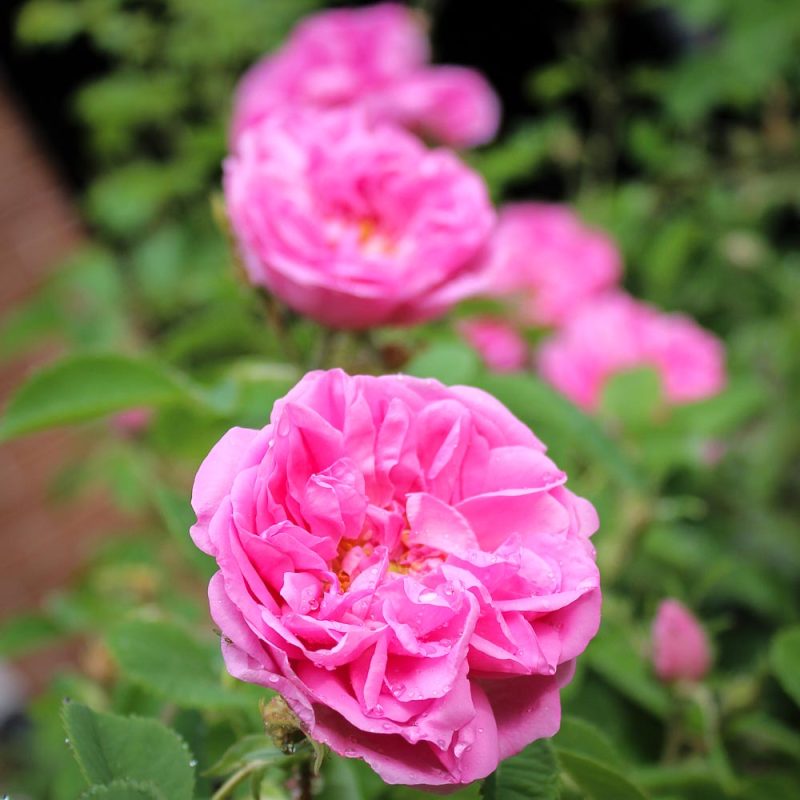 Autumn Damask, Quatre