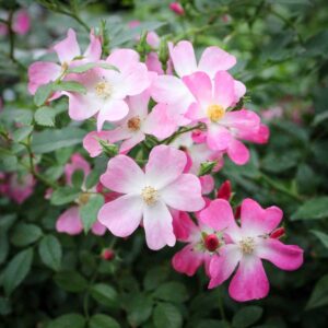 Shade Tolerant Roses Archives - High Country Roses