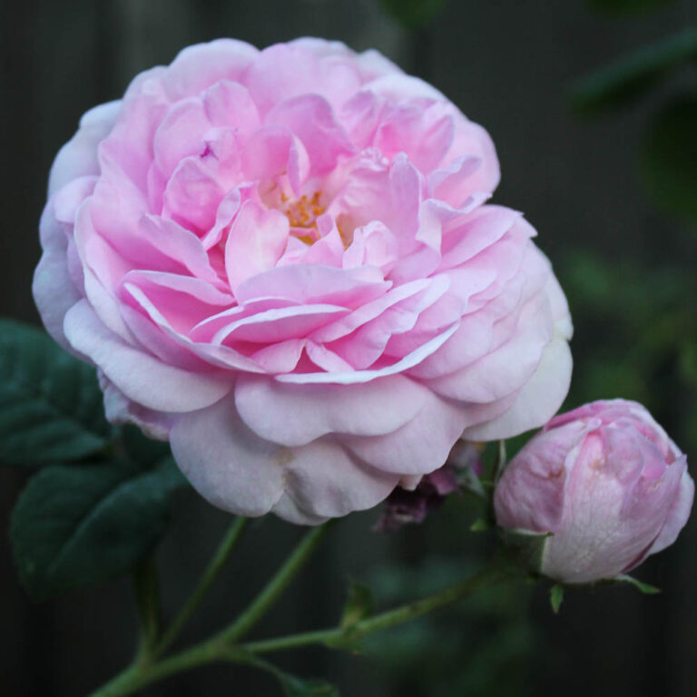 Old Garden Roses Collection - High Country Roses