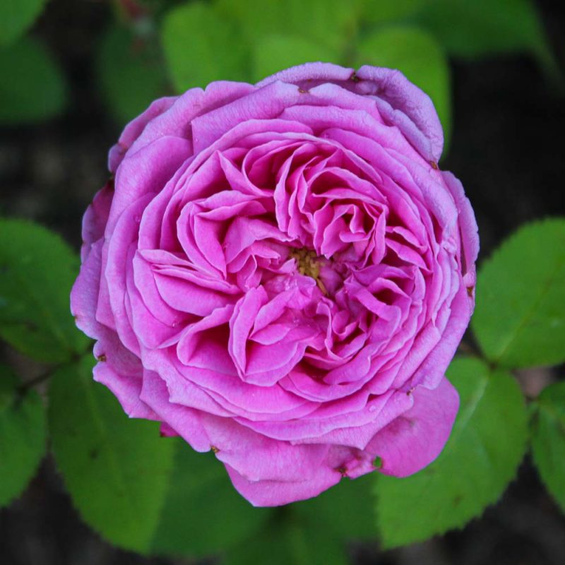 Old Garden Roses Collection - High Country Roses