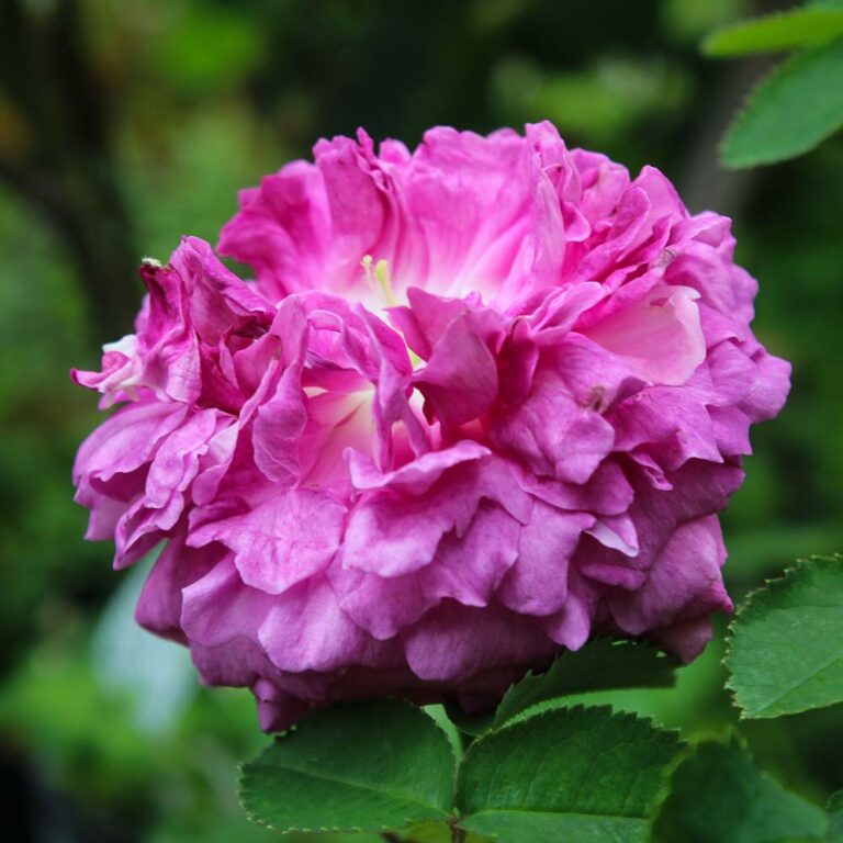 Old Garden Roses Collection - High Country Roses