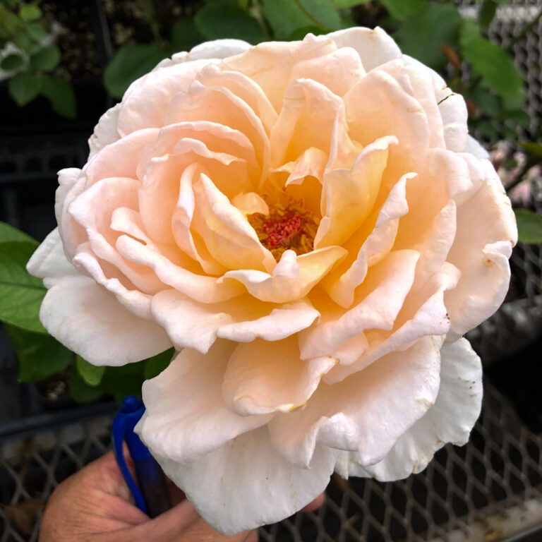 Hybrid Teas & Grandifloras Archives - High Country Roses