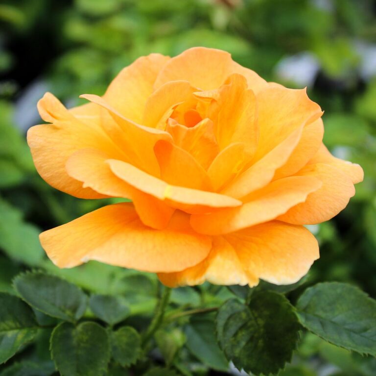 Hardy Canadian Roses Archives - High Country Roses