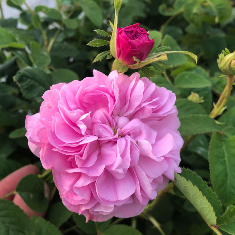 Old Garden Roses Collection - High Country Roses