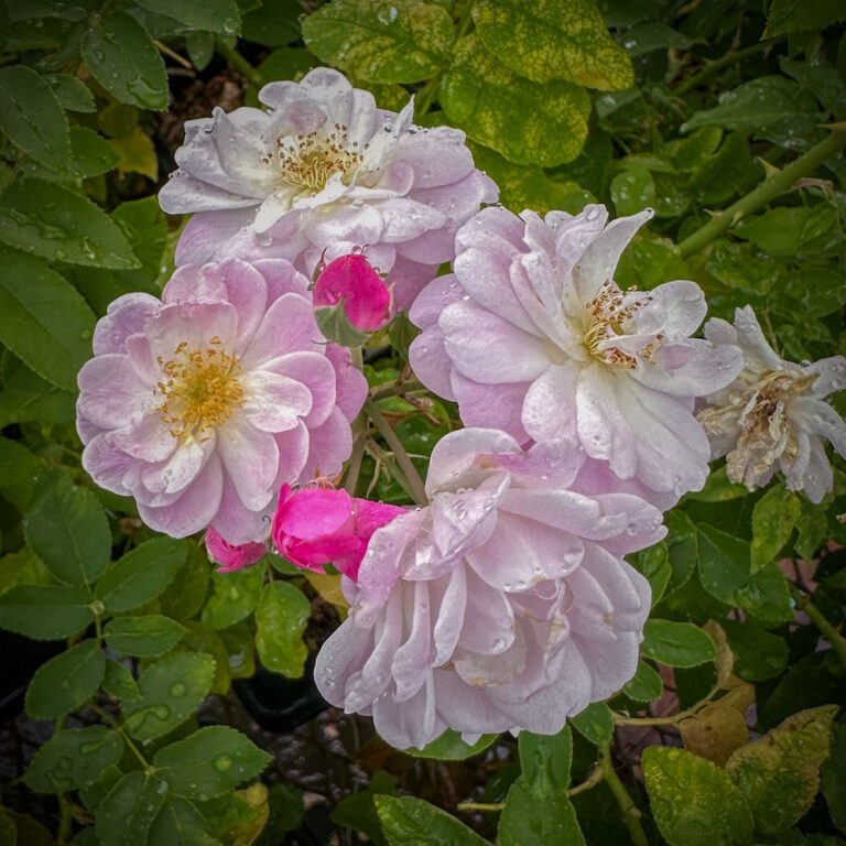 Old Garden Roses Collection - High Country Roses