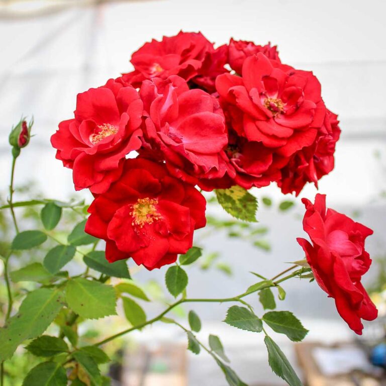 Hardy Canadian Roses Archives - High Country Roses