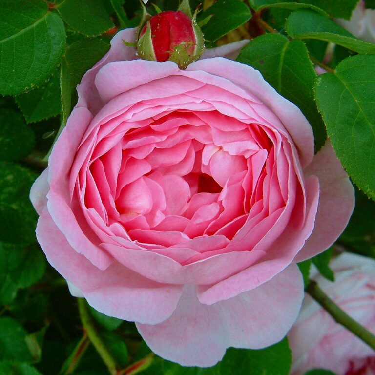 Shade Tolerant Roses Archives - High Country Roses