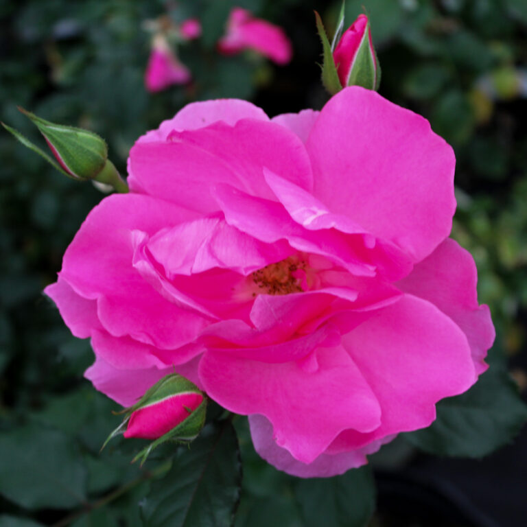 Shade Tolerant Roses Archives - High Country Roses