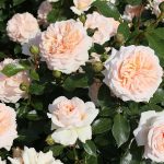 Cream Veranda® - High Country Roses