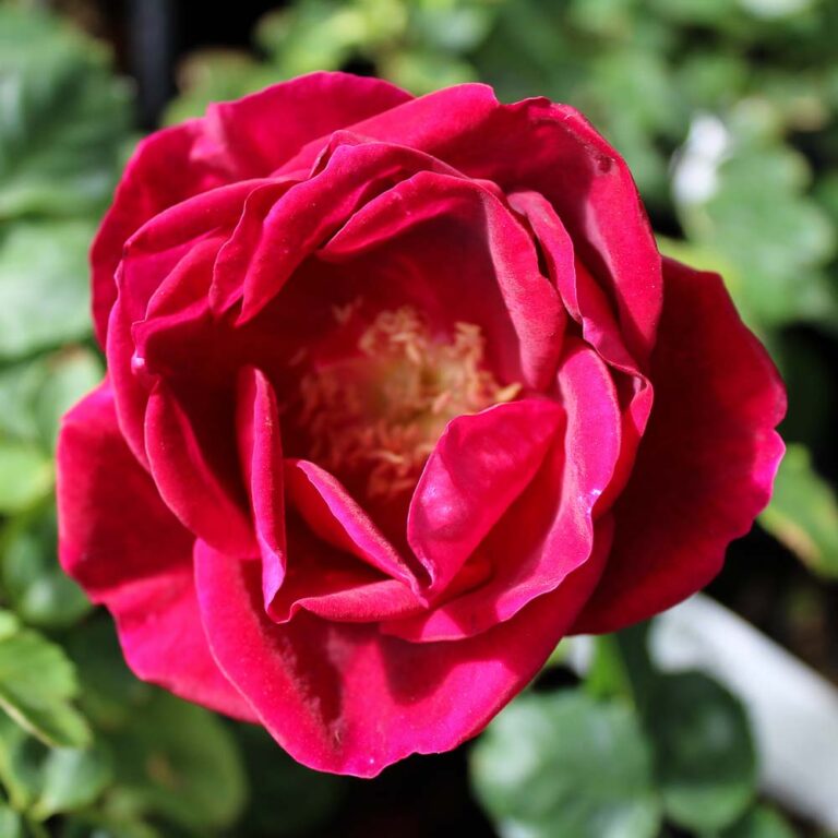 Hardy Canadian Roses Archives - High Country Roses