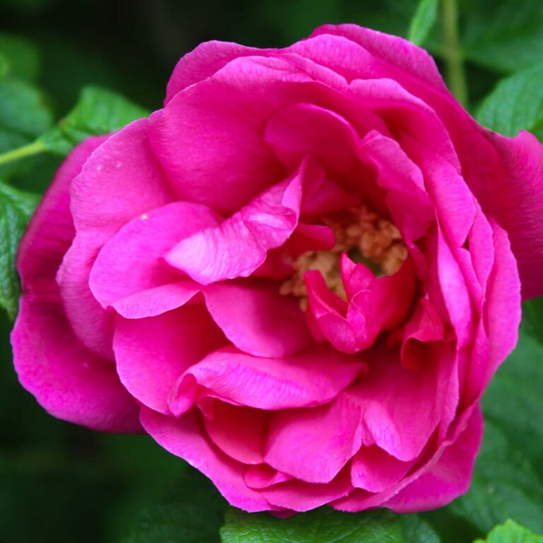 Rugosa Magnifica