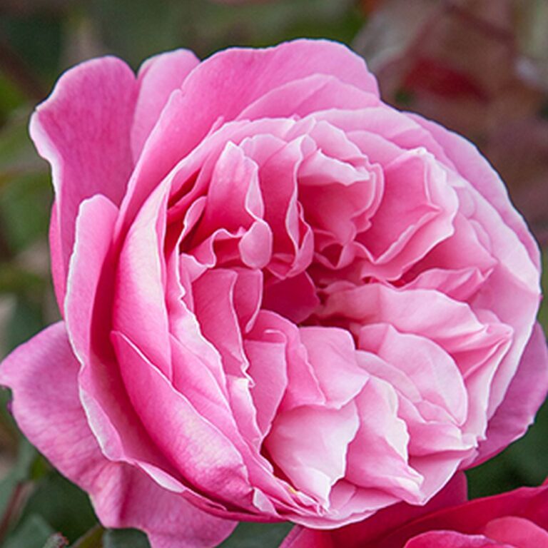 Hybrid Teas & Grandifloras Archives - Page 2 of 6 - High Country Roses