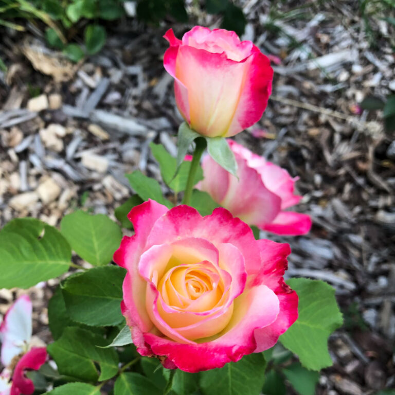 Hybrid Teas & Grandifloras Archives - Page 2 of 4 - High Country Roses