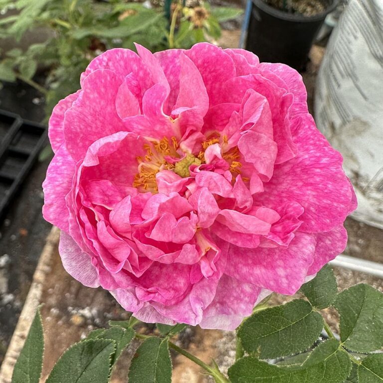 Old Garden Roses Collection - Page 3 of 8 - High Country Roses