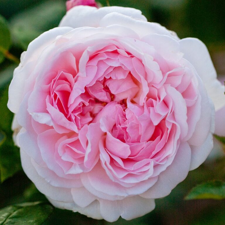 Modern Roses Collection- Page 3 of 33 - High Country Roses