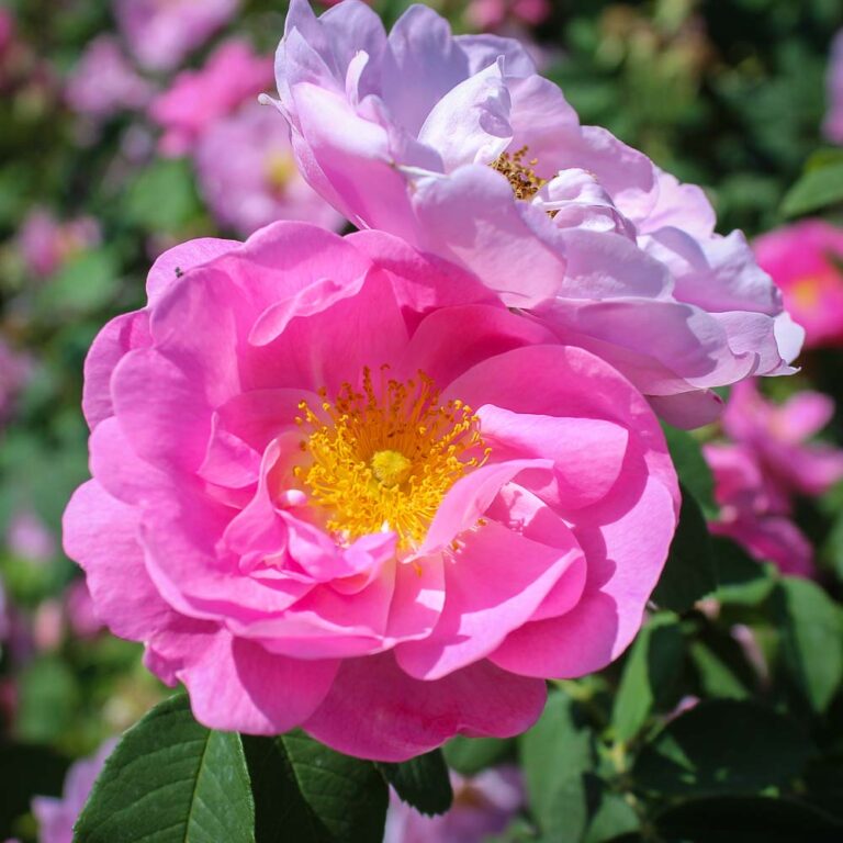 Drought Tolerant Roses Archives - High Country Roses