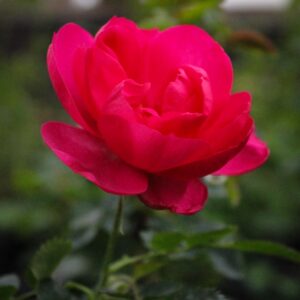 Hardy Canadian Roses Archives - High Country Roses