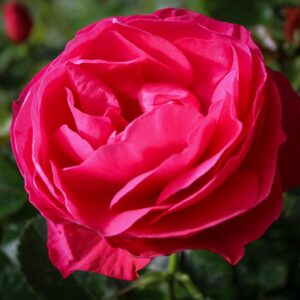 Hybrid Teas & Grandifloras Archives - Page 2 of 5 - High Country Roses