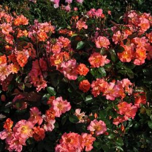 Firecracker Kolorscape - High Country Roses