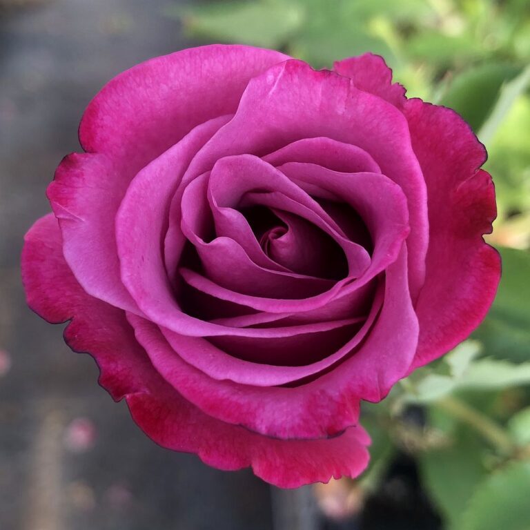 Hybrid Teas & Grandifloras Archives - Page 2 of 6 - High Country Roses