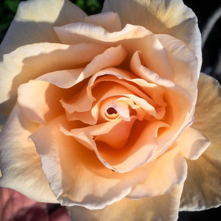 Dr Griffith Buck Roses