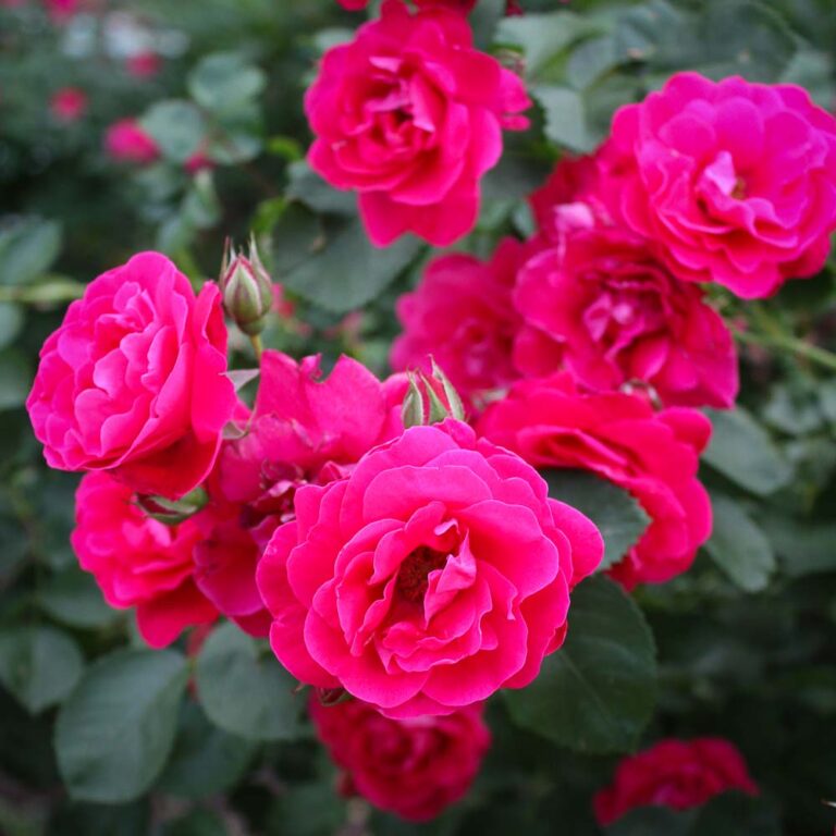 Hardy Canadian Roses Archives - High Country Roses