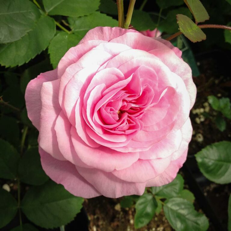 Modern Roses Collection- Page 3 of 33 - High Country Roses