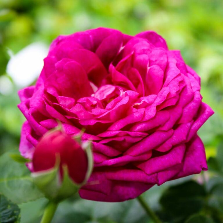 Old Garden Roses Collection - Page 4 of 8 - High Country Roses