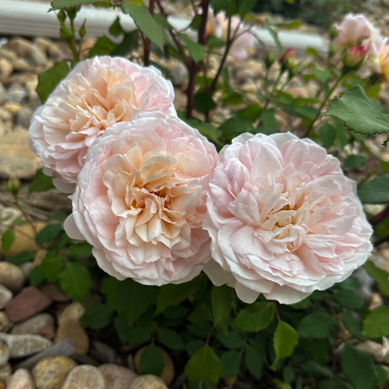 Shade Tolerant Roses Archives - Page 2 of 3 - High Country Roses