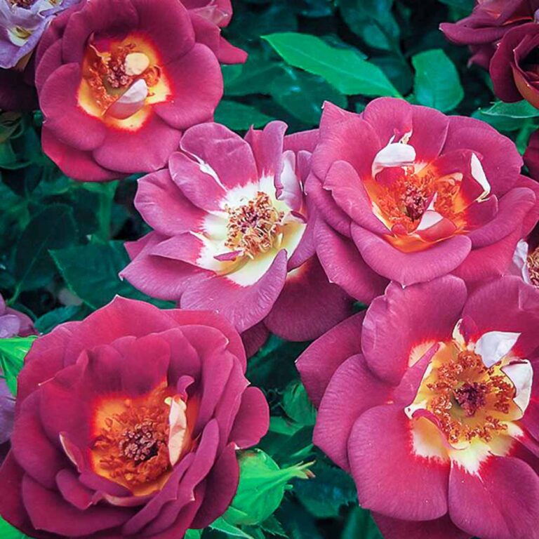 Miniature Roses Archives - Page 2 of 4 - High Country Roses